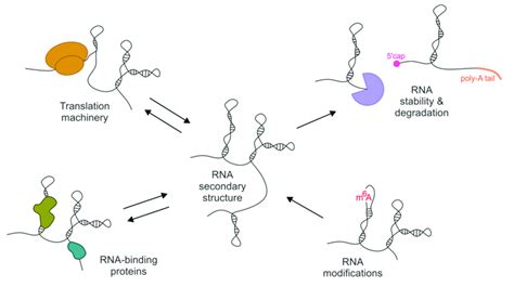 Schematic View On The Relationship Between The Rna Secondary Structure Download Scientific