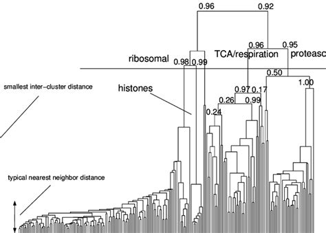 Stability Annotated Dendrogram For The Yeast Data With The Pearson