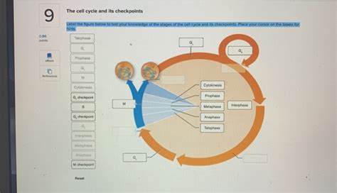 The Cell Cycle And Its Checkpoints Label The Figure