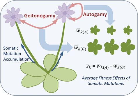 Mutation In Plants