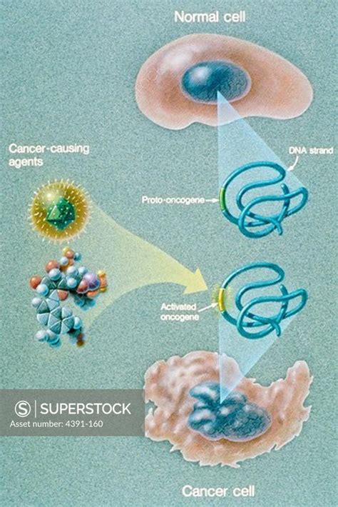This Illustration Explains How A Normal Cell Becomes A Cancer Cell An Oncogene In A Normal Cell