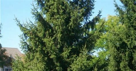 Monoecious Plants Examples And How To Identify Them The Gardeners World