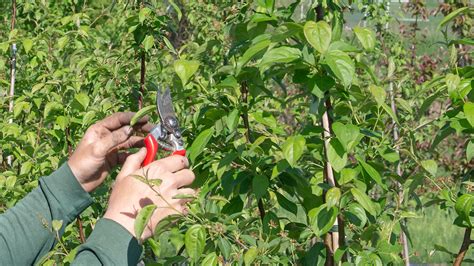 Seasonal Pruning Guide For Shrubs And Trees Treeier