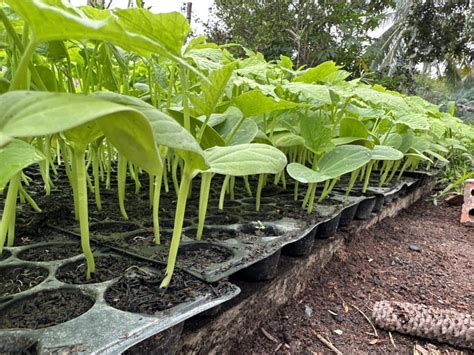 Grow Kh កសិកម្ម