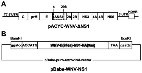 Preparation Method And Application Of Replication Defective West Nile Virus Eureka Patsnap