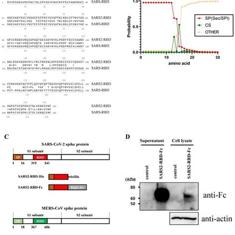 Identification Of Receptor Binding Domain Rbd And Signal Sequence In Download Scientific