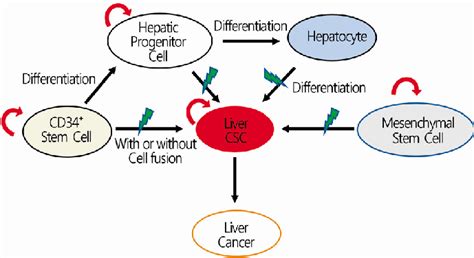 Cellular Origins Of Liver Cscs Liver Cscs Can Originate From Mature Download Scientific