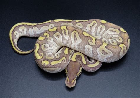 Mystic Crystal Ball Python