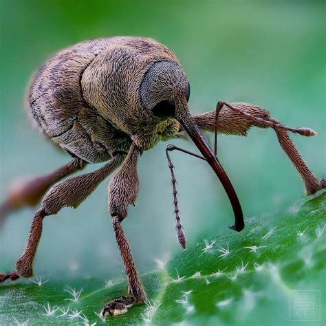 True Weevil Curculionidae Feature On Instagram