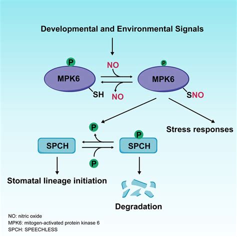 李家洋团队合作开发高效鉴定水稻n 糖基化修饰新方法中国科学院遗传与发育生物学研究所