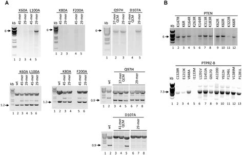 Primer Substitution Chart At Gabriella Raiwala Blog