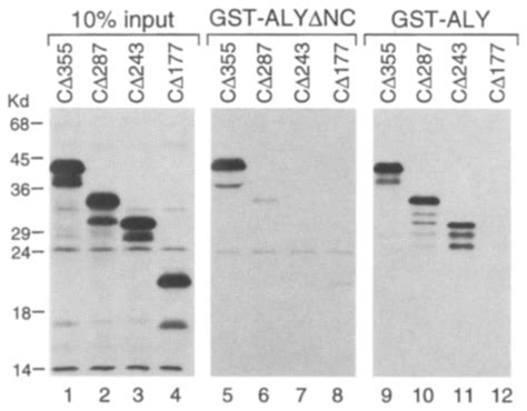 Aly Interacts With The Transcription Activation Domain Of Aml 1 Download Scientific Diagram