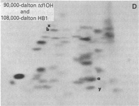 Tryptic Peptide Maps Of The Hb1 Protein Tryptic Peptide Maps Of The