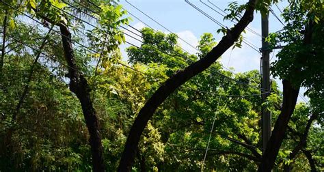 Powerline Tree Trimming Experts In Brisbane Queensland