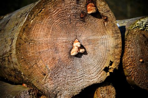 Tree Log Nature Free Photos On