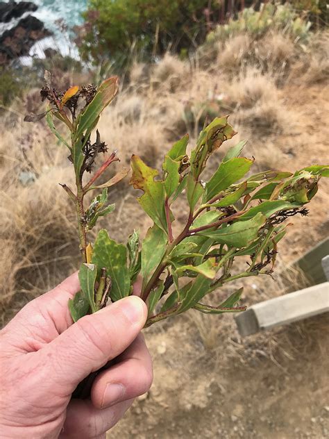 Osteospermum Moniliferum Asteraceae