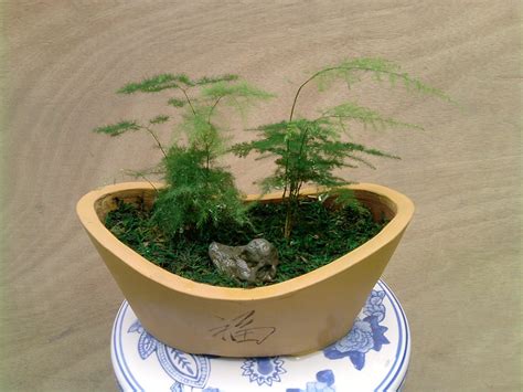 家里养文竹有什么好处 花百科