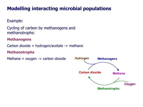 Ppt Modeling Stochastic Effects In Microbial Communities Insights Into Dynamics And Infection