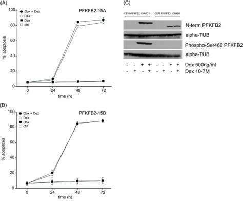Conditional Pfkfb2 Over Expression In Ccrf Cem T All Cells Has No