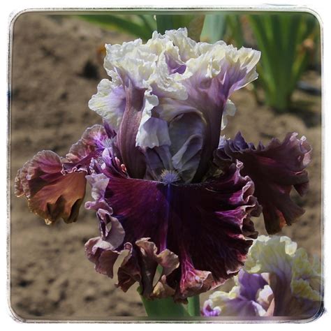 Сорт FLIRTY TEASE фото описание сорта купить в Украине Sunny Garden