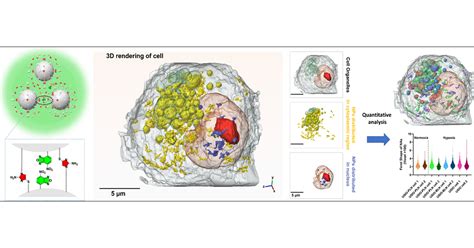 Three Dimensional Label Free Observing Of The Self Assembled Nanoparticles Inside A Single Cell