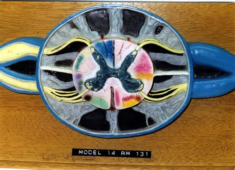 Anatomy Physiology I Lab 9 Nervous System Neuron Spinal Cord Spinal Cord Models Meningeal