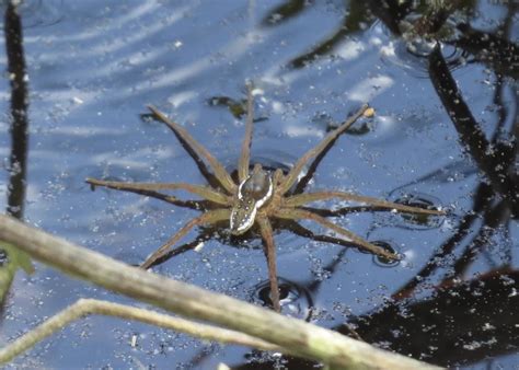 Fishing Spiders Identification Habitat And Control Guide