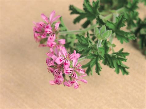 Herbaceous Herb Flowers Wallpaper 01 Preview
