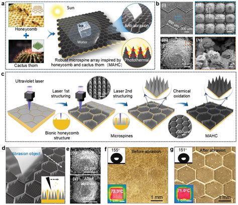 Design And Properties Of The Robust Microspine Array Inspired By