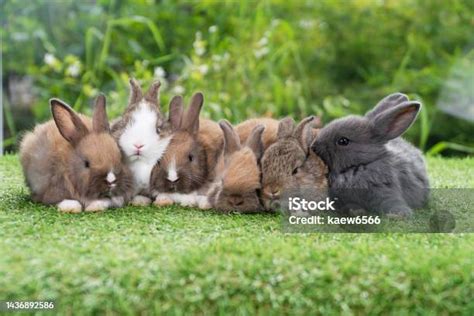 다섯 마리의 귀여워하는 털복숭이 토끼 토끼가 자연 배경 위에 푸른 잔디 위에서 함께 잠을 잔다 봄 봄 잔디밭에 함께 앉아 있는 가족 아기 토끼 부활절 신생아 토끼 가족