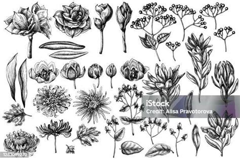 손으로 그린 블랙과 화이트 Viburnum 하이피쿰 튤립 아스터 루카켄드론 아마릴리스 아마릴리스에 대한 스톡 벡터 아트 및 기타 이미지 Istock