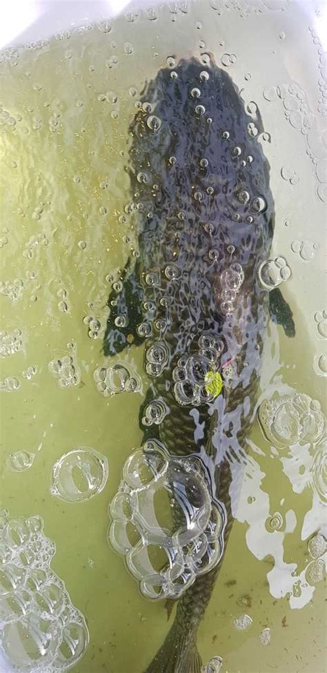 ត្រីរាជ ជិតផុតពូជ ២ក្បាល ត្រីគល់រាំង និងត្រីប្រាធំប្រមាណ ៥០០០ ក្បាល បានលែងចូលទន្លេមេគង្គ Cnc News