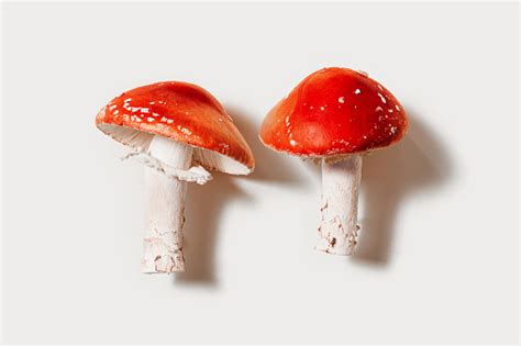 평면도 클로즈업 밝은 배경에 최소한의 스타일 레이아웃으로 흰색 반점이 있는 붉은 버섯 자연스러운 질감과 유기적 아름다움 빨간 모자와 흰색 줄기가 있는 생생한 파리