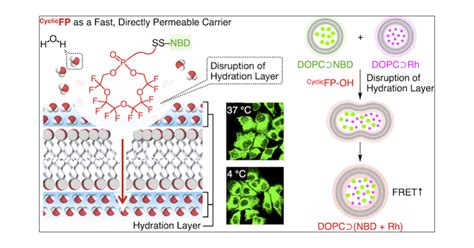 Fluoro Crown Ether Phosphate As Efficient Cell Permeable Drug Carrier By Disrupting Hydration