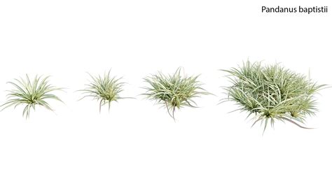 Pandanus Baptistii Variegated Dwarf Pandanus 3d Model 3dtree