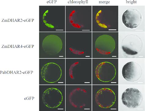 Subcellular Localizations Of Dhar Proteins In Arabidopsis Protoplasts Download Scientific