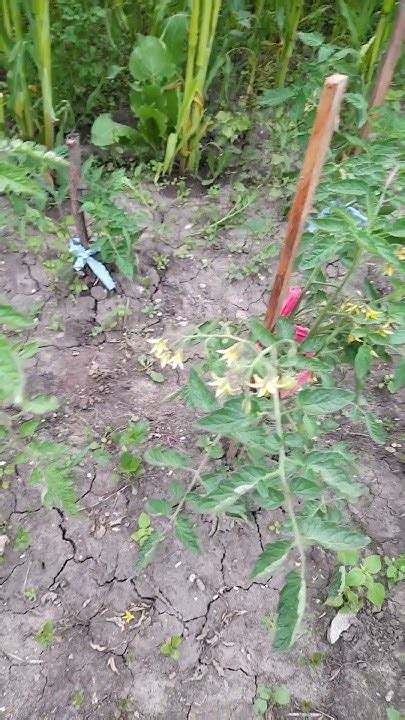 КРАСОТЕНЬ НА ГОРОДІ ЦВІТ НА ПОМІДОРАХ Youtube