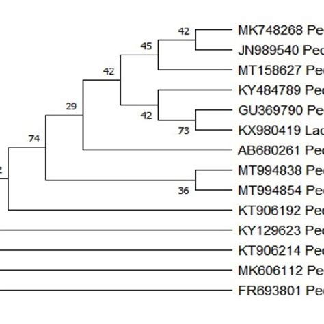 schematic representation of the phylogenetic tree showing closely