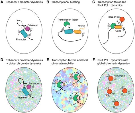 Open Questions Regarding Spatio Temporal Genome Organization During Download Scientific Diagram