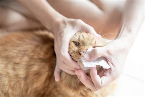 Why Is My Cats Nose Dripping When Purring 3 Vet Reviewed Reasons And Faq Catster
