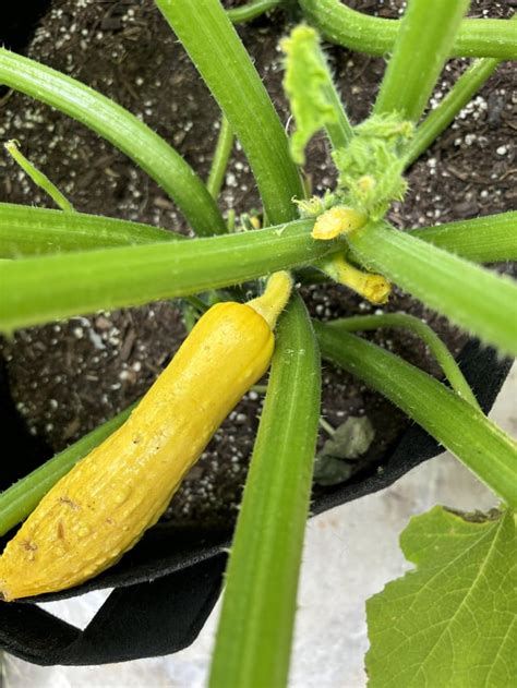 What Is Eating My Squash Cucumber R Gardening