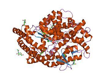 Angiotensin Converting Enzyme Wikipedia