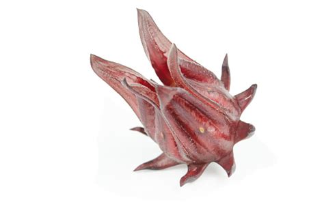 로젤 자메이카 소렐러 또는 히비스커스 Sabdariffa 클리핑 경로와 흰색 배경에 고립 0명에 대한 스톡 사진 및 기타 이미지 0명 가젤 건강관리와 의술 Istock