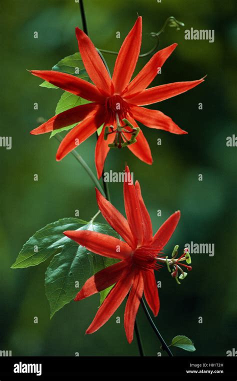 Perfumed Passion Flower Passiflora Vitifolia Flowers Costa Rica