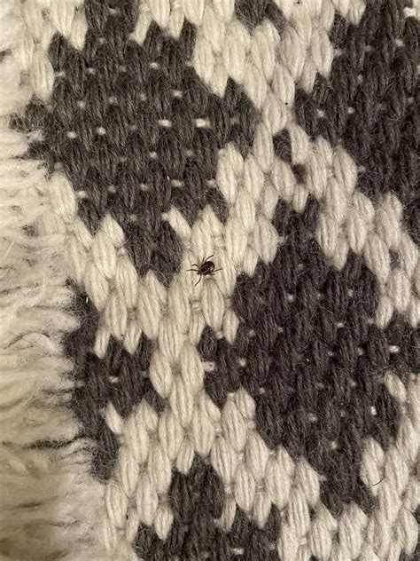 What Is This Bug I Found Crawling On My Neck A Tick Rwhatsthisbug