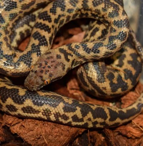Young Spotted Python R Pythons