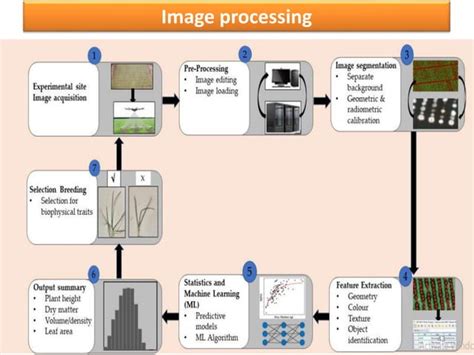 High Throughput Plant Phenotyping In Crop Improvement Pptx
