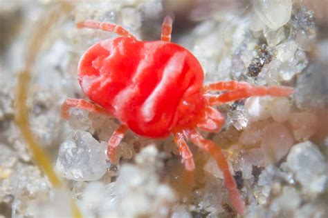 Appendix They Like It Rough Appendix They Like It Rough