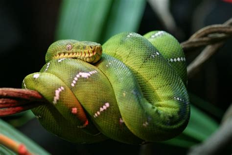 Green Tree Python Dyxum