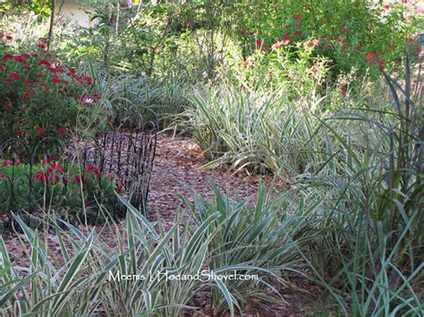 Hoe And Shovel Flax Lily Goodness